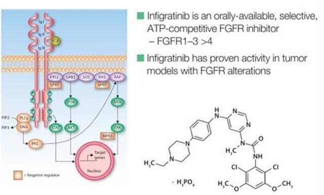 肝胆资讯｜胆管癌第二款靶向药获批！针对FGFR2+患者，全线有效_治疗