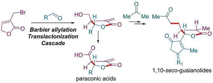 【有机】倍半萜内酯之跬步：furanoheliangolide全合成及化学生物学_高雅支