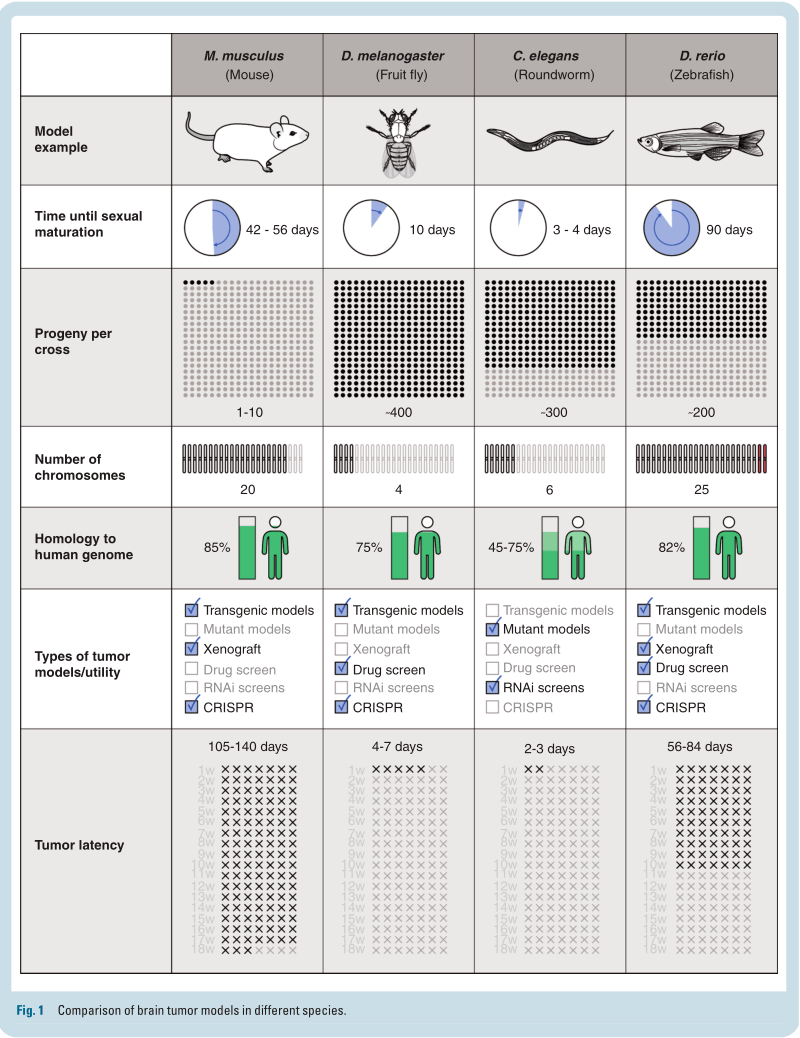 【期刊速览】《Neuro-Oncology》2021年5月文章_环状