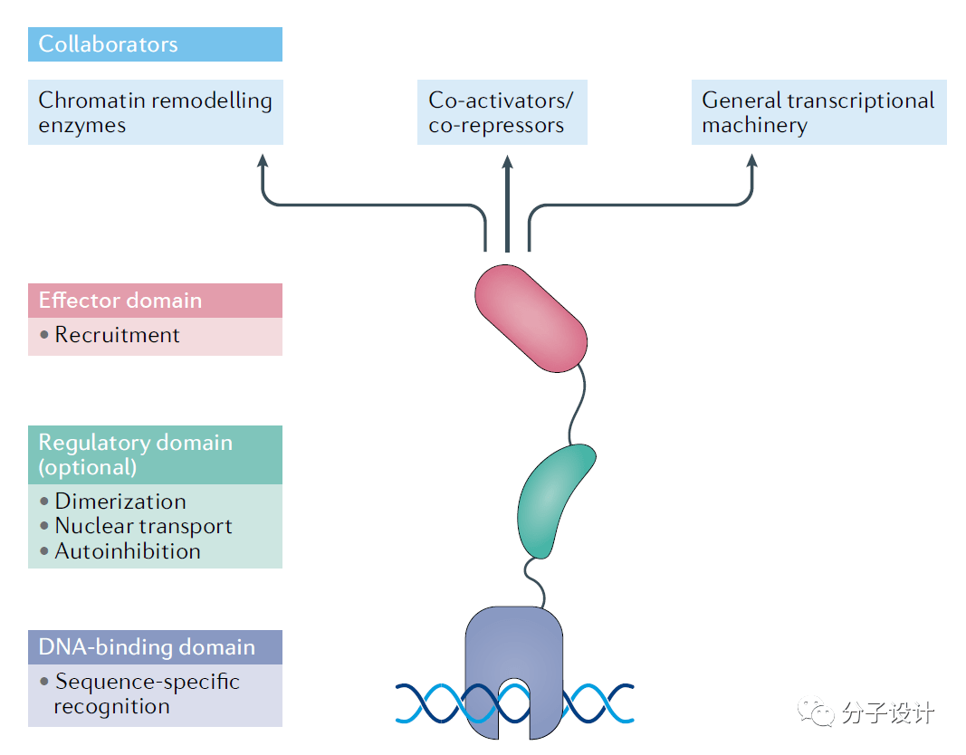 靶向“不可成药”转录因子的药物研发机遇_基因