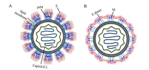 收藏|基于病毒样颗粒（VLP）技术的疫苗开发_蛋白