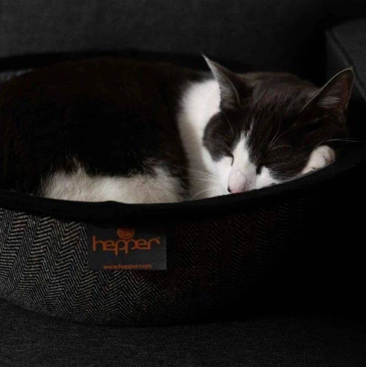 设计|HEPPER 猫家具_Hepper
