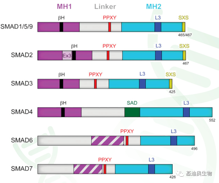亦邪亦正的双面角色——TGFβ信号通路_家族