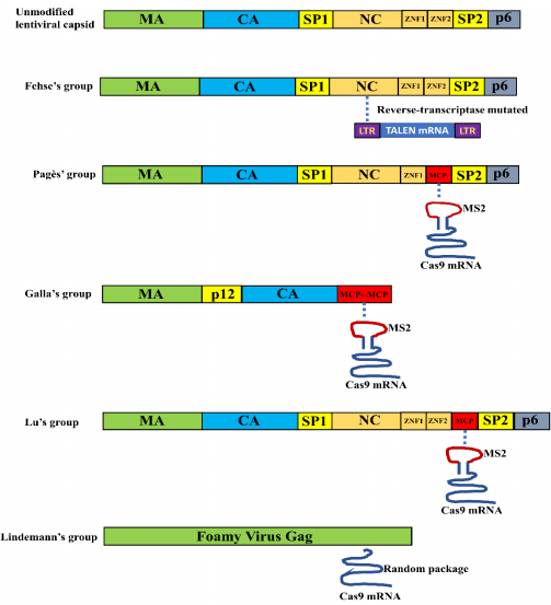基于慢病毒开发的VLP介导 CRISPR/Cas9 递送实现高效安全的基因组编辑_蛋白