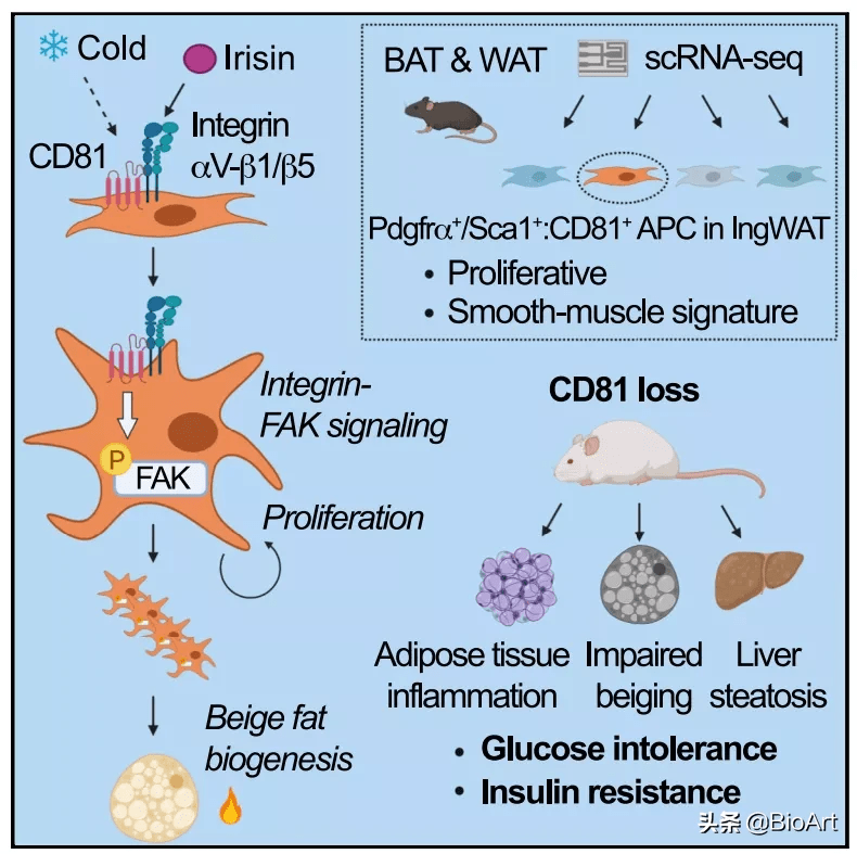 单细胞测序助力找到米色脂肪祖细胞新型标志物—CD81_研究