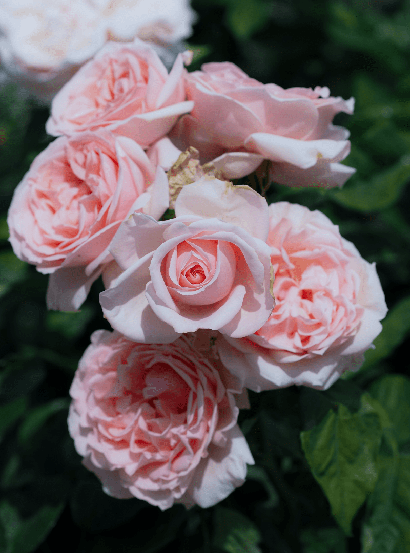 玫昂月季新品大盘点：百年企业，出手即王炸！_先生_香气_中国