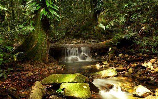 全球十大原始森林_加斯_怀波_丹翠