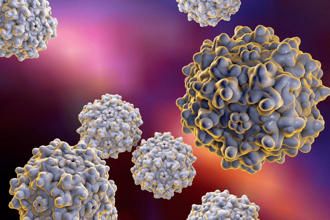 AAV在悬浮细胞中转染过程的优化_基因_病毒_载体