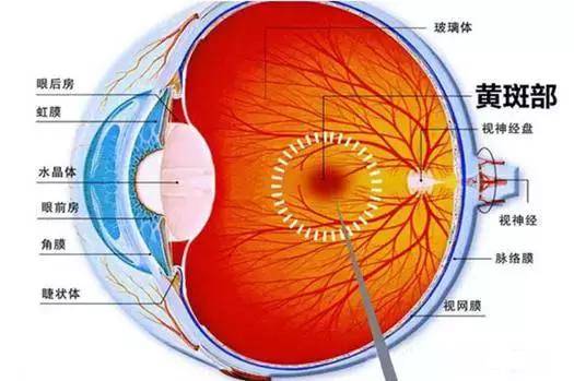 黄斑病变、高度近视?叶黄素眼黄金和花青素抗氧化之王,了解一下视网膜视力眼睛