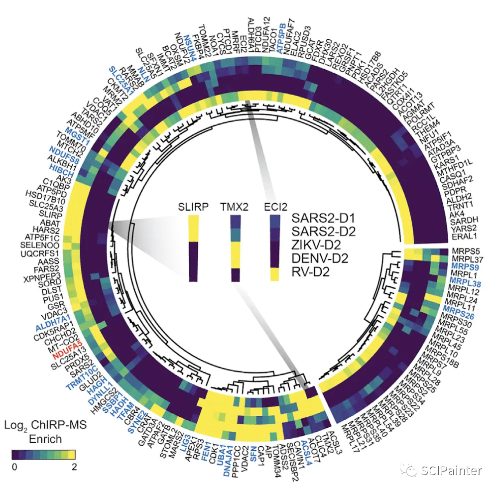 热图也开始“内卷”——环形热图如何绘制？_circos_side_dend