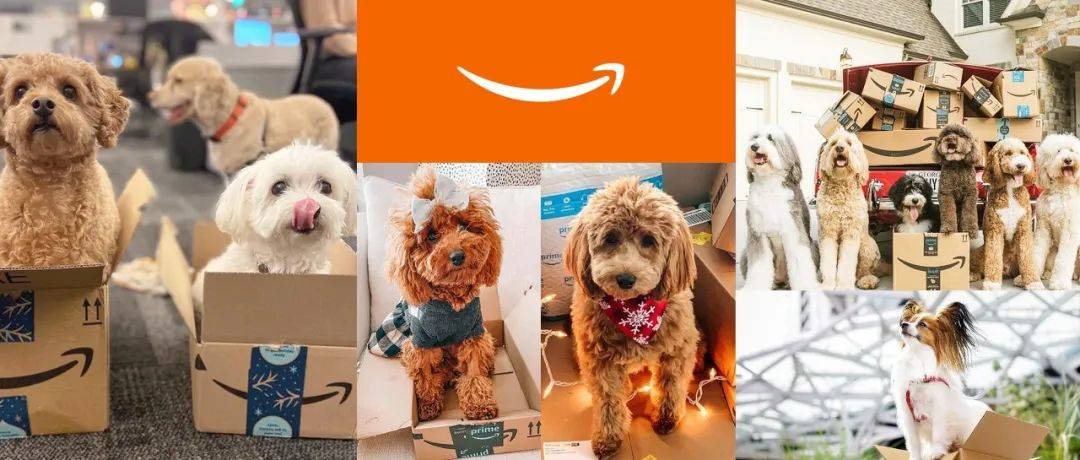 Dogs of Amazon｜“主人，我来陪你上班啦！”_Rufus_亚马逊_狗狗