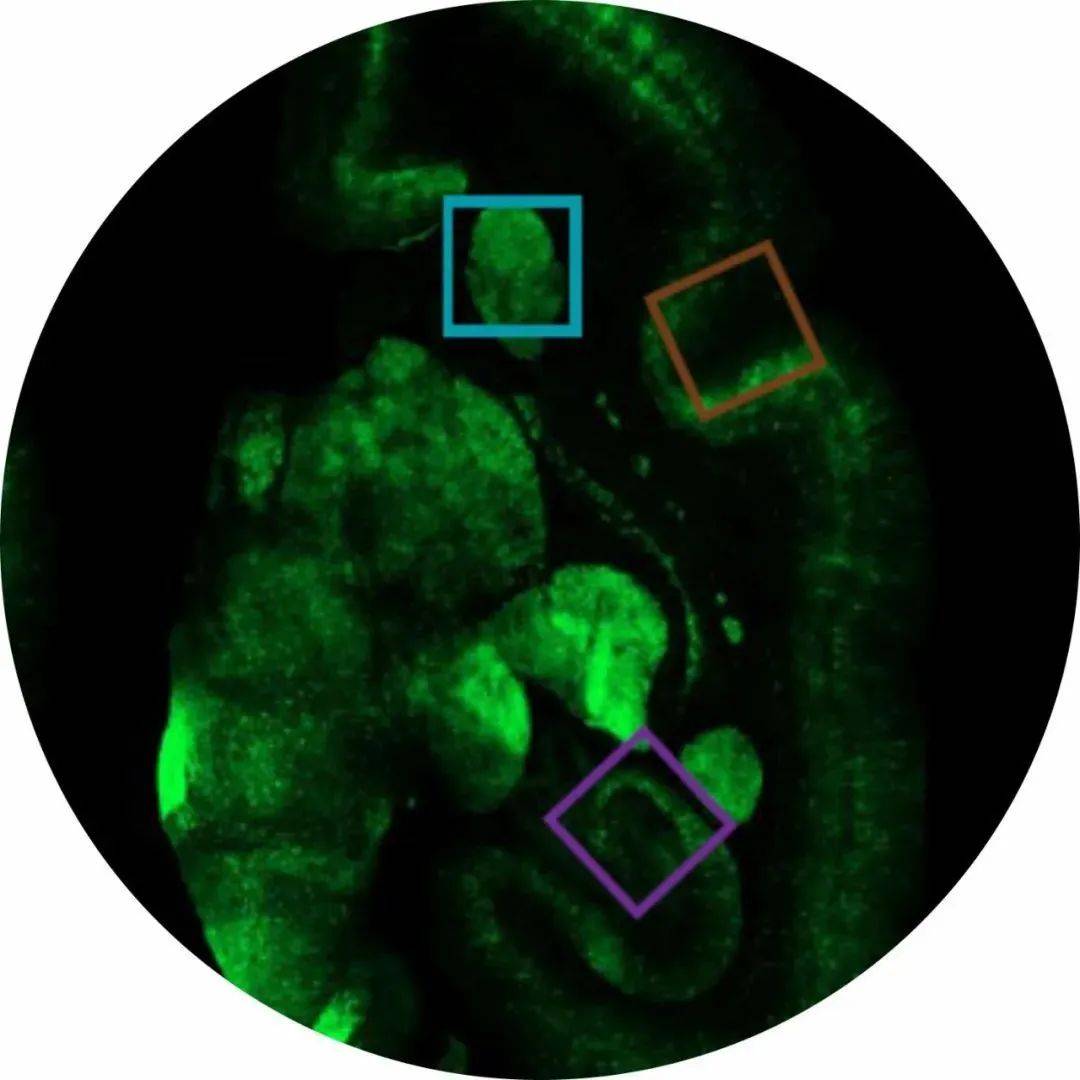 【Nature子刊】新型AAV变体，突破血脑屏障，且不在肝脏富集_神经_Viviana_团队