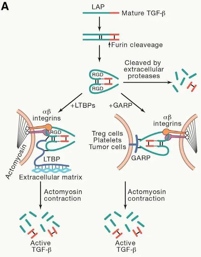 TGF-β为何成为肿瘤免疫治疗的宠儿？_细胞因子_信号_受体