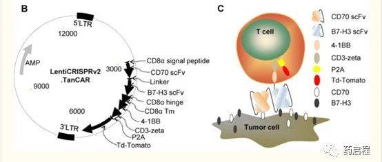 CD70 CAR-T 的临床前和临床进展_细胞_肿瘤_and