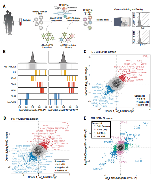 加州大学团队实现在人类原代细胞中的CRISPR激活和抑制筛选，为发现下一代细胞治疗新靶点提供平台_基因组_功能_研究
