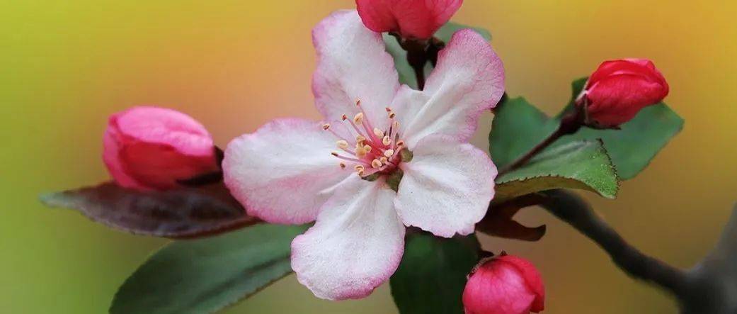 在澳大利亚如何开展COPMI服务？——对话卫星基金会首席执行官Rose Cuff_项目_支持_mental