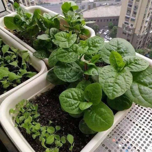叶子很大的蔬菜，阳台就能种，从播种到收获只要20天！种植菠菜生菜