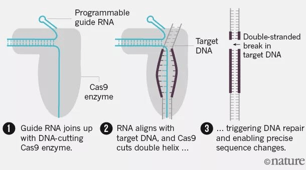 体内LNP递送CRISPR/Cas9 mRNA治疗罕见病，诺奖得主公司公布体内CRISPR基因编辑疗法最新临床数据_患者_蛋白_低剂量