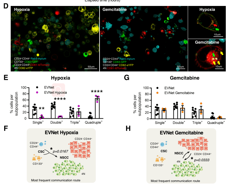 Gut（IF 23.059）| 癌细胞的密探007！胰腺癌细胞外泌体构建信号网络促进肿瘤进展_研究_Network_通讯