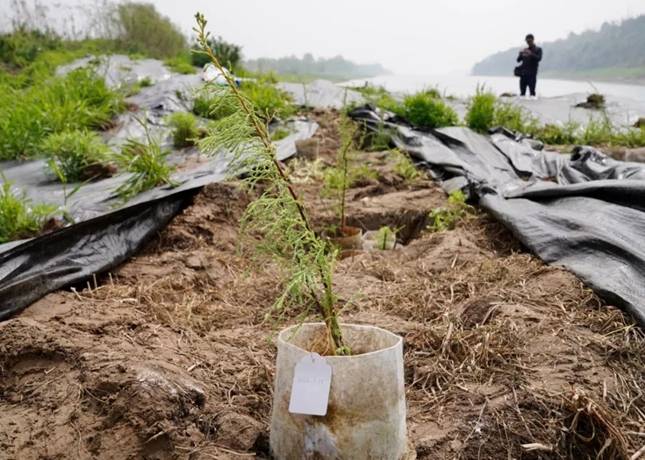 3000株疏花水柏枝 回家” 三峡集团让人工繁育成功的珍稀濒危植物回归大自然保护长江三峡集团