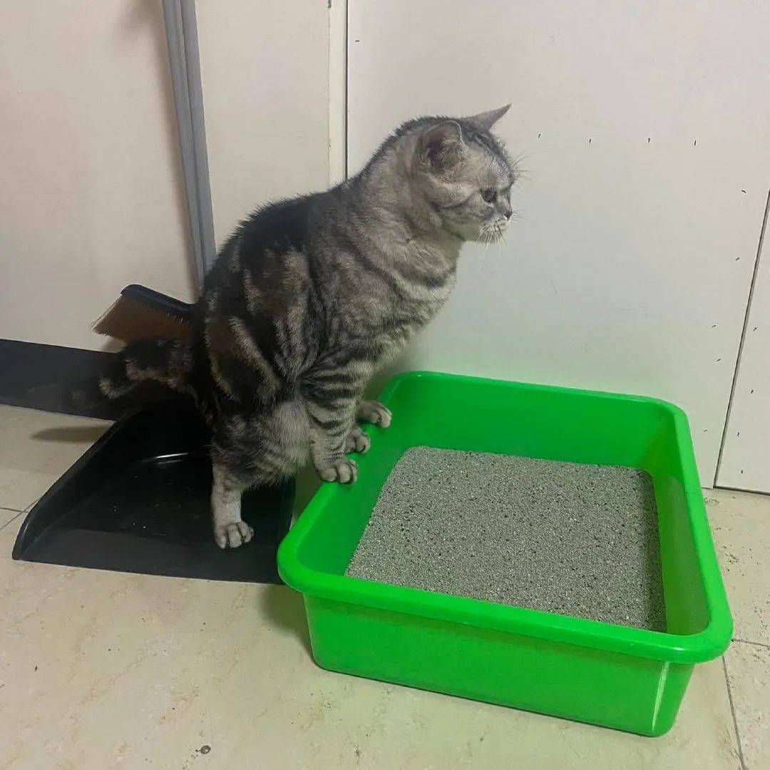 我家猫是不是有病?在家乱拉屎”by裤子男人