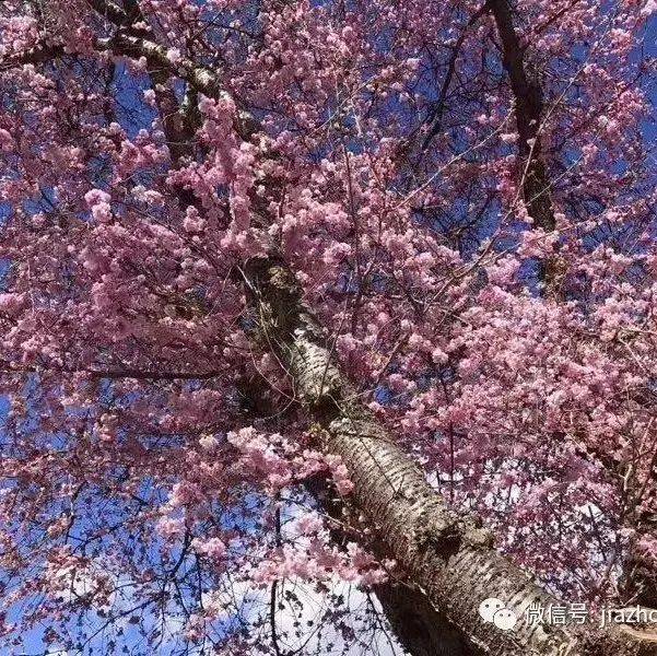 【加中生活】加拿大顶级CEO一年挣多少钱_vansky_发达国家_via