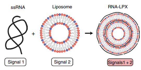 RNA疫苗副作用_炎症_细胞因子_moRNA-LPX