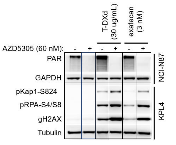 盛湲教授：ADC药物的狂欢—AACR T-DXd最新数据盘点_研究_细胞_治疗