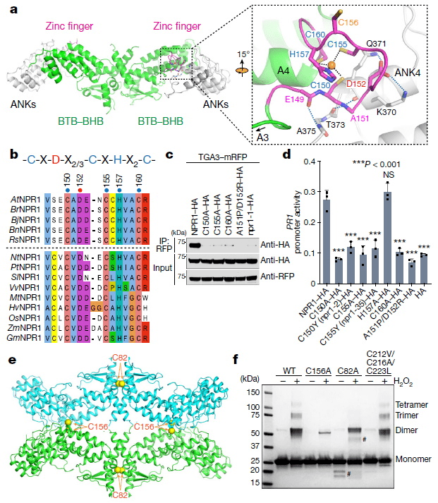Nature | 重大进展：杜克大学周沛和董欣年团队等解析NPR1在激活植物免疫中的结构基础_调控_电镜_董欣