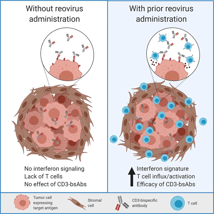 CD3 双抗在实体瘤中的挑战及解决之道_细胞_肿瘤_抗体