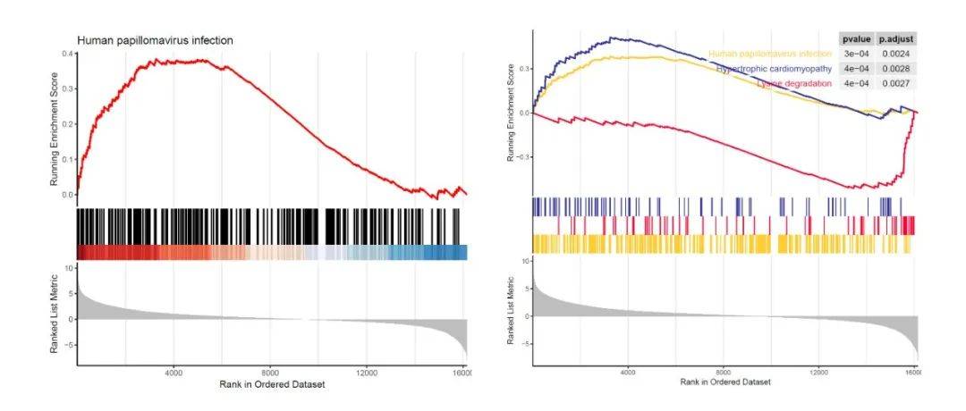 快速拿捏KEGG/GO/Reactome/Do/MSigDB的GSEA富集分析！_DESeq_entrez_差异
