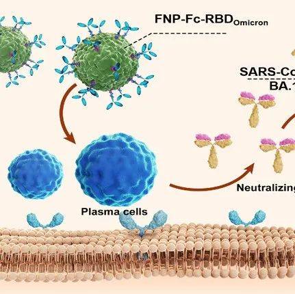 深圳湾实验室联合清华大学研发针对新冠病毒Omicron突变流行株的“组装式”纳米颗粒疫苗_免疫_论文_抗体