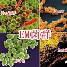 EM菌用途广泛，自己动手制作EM菌液，每公斤原液成本仅几毛钱_饲料_动物_生产