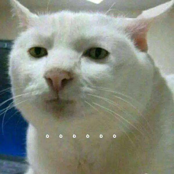 谁再给猫喝酒,我扇烂ta的嘴巴!”萨摩耶酒精猫咪