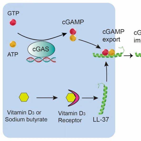 清华大学药学院张从刚课题组揭示免疫“第二信使”cGAMP双向跨膜转运的新机制 _研究_细胞因子_诱导