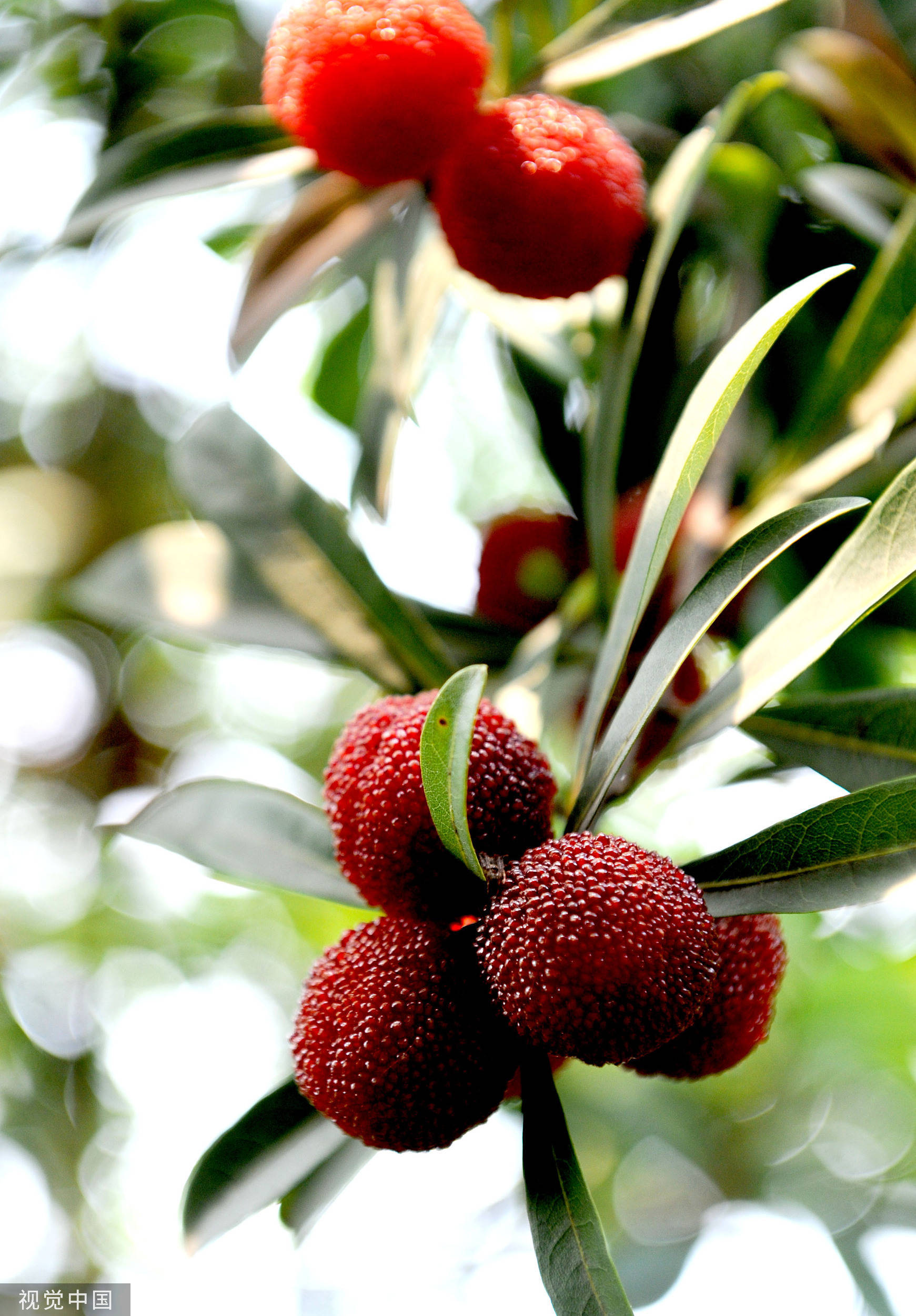 火焰蜜珠：梅雨季里忆杨梅_浙江_萧山_慈溪
