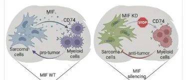 Cell Rep：揭示肿瘤细胞让免疫细胞“变坏”的机制_研究_软组织_疗法
