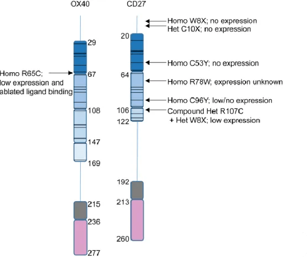 明星靶点CD27＆OX40及配体最新研究进展综述！_细胞_受体_kDa