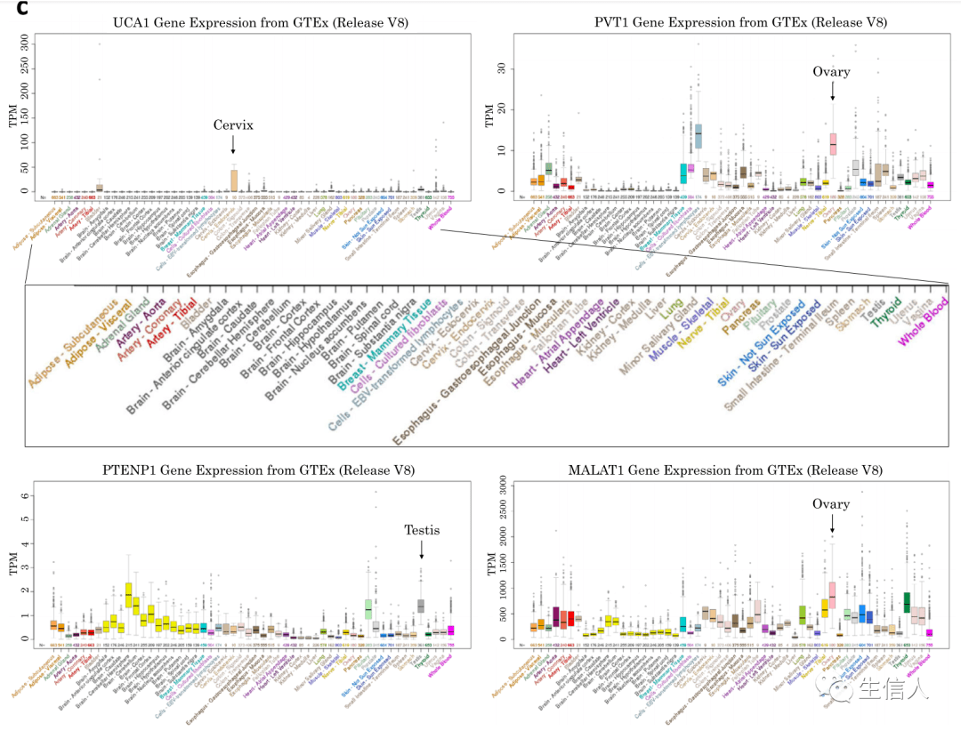 lncRNA作为癌症诊断的生物标志物：进展、挑战及其潜在的临床应用_循环_血液_lncRNA