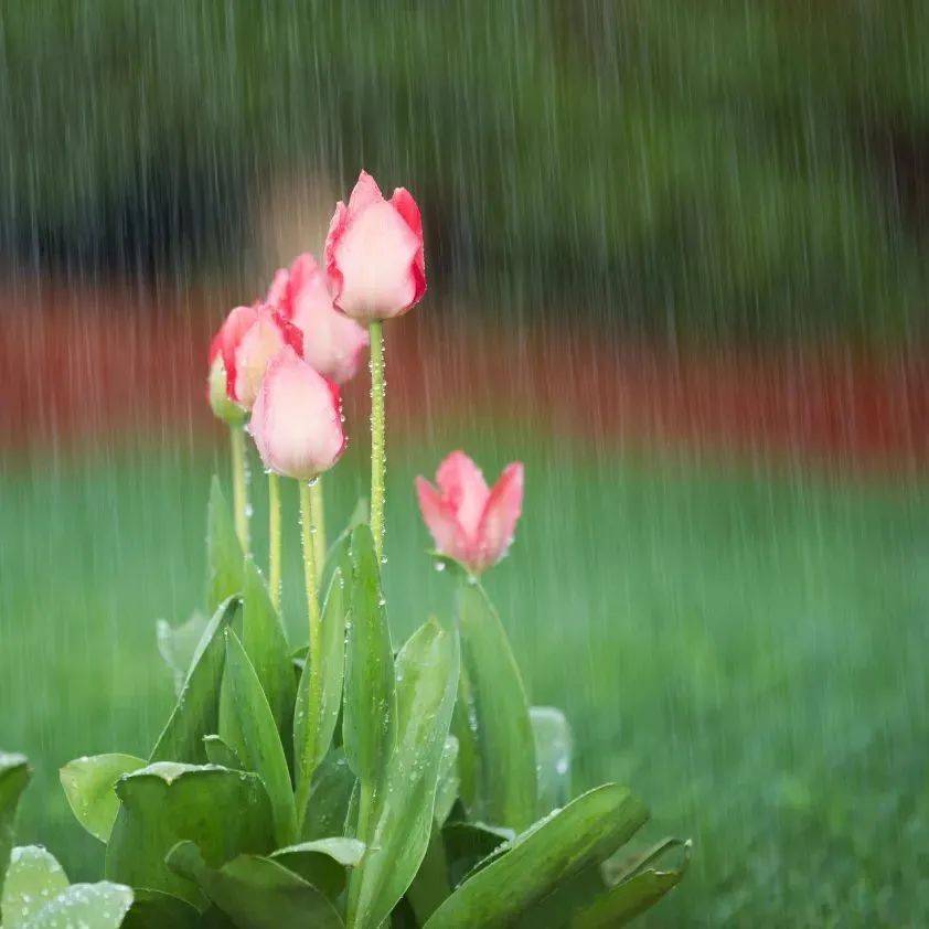 大暑 炎炎暑日，唯愿夏安节气时节枯草