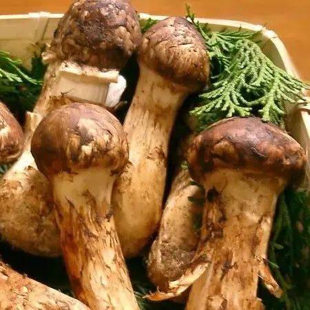 Shangri-La Matsutake Mushroom Season Arrives With Prices ..._China_the ...