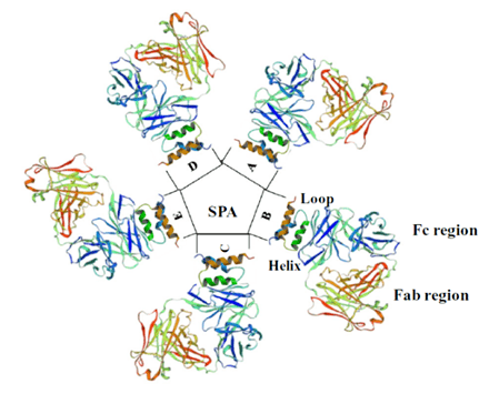 protein A 配基改造策略用于治疗性抗体高通量纯化_进行_Fabs_工程化