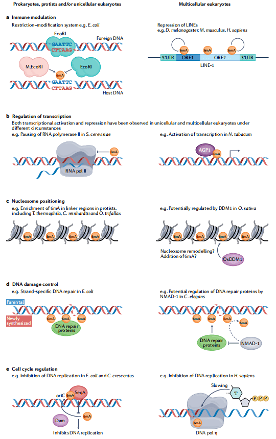 这篇来自59分Nautre子刊的重磅综述为你揭秘6mA的前世今生！_原核生物_细胞_甲基