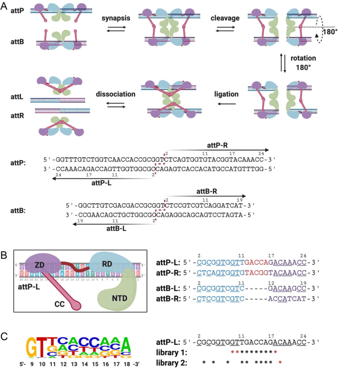 明尼苏达大学团队结合高通量实验与机器学习，实现有效可预测的特定位点重组过程，可调节基因编辑速度_attP_序列_反应