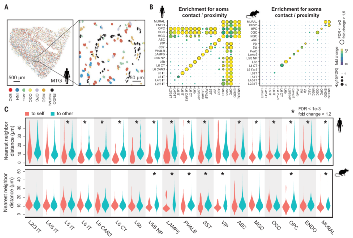 Science：人和小鼠大脑皮层细胞的保守性和差异性_人类_神经元_胶质
