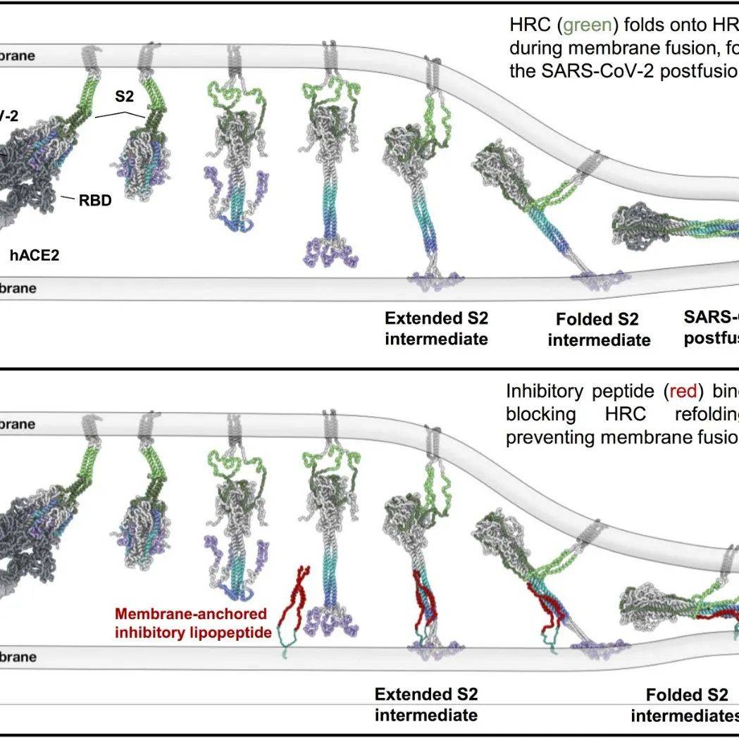 Science Advances|CryoET解析新冠病毒进入细胞的全过程_融合_刺突_蛋白