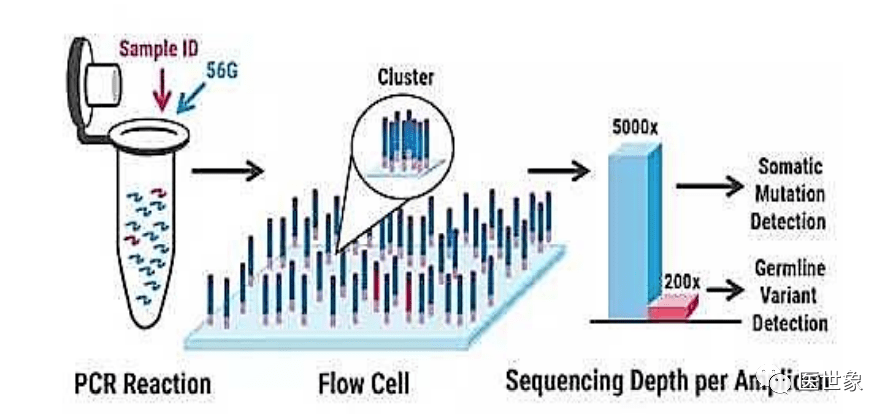 技术 | 伴随诊断技术解析：PCR、NGS、FISH_进行_荧光_分析