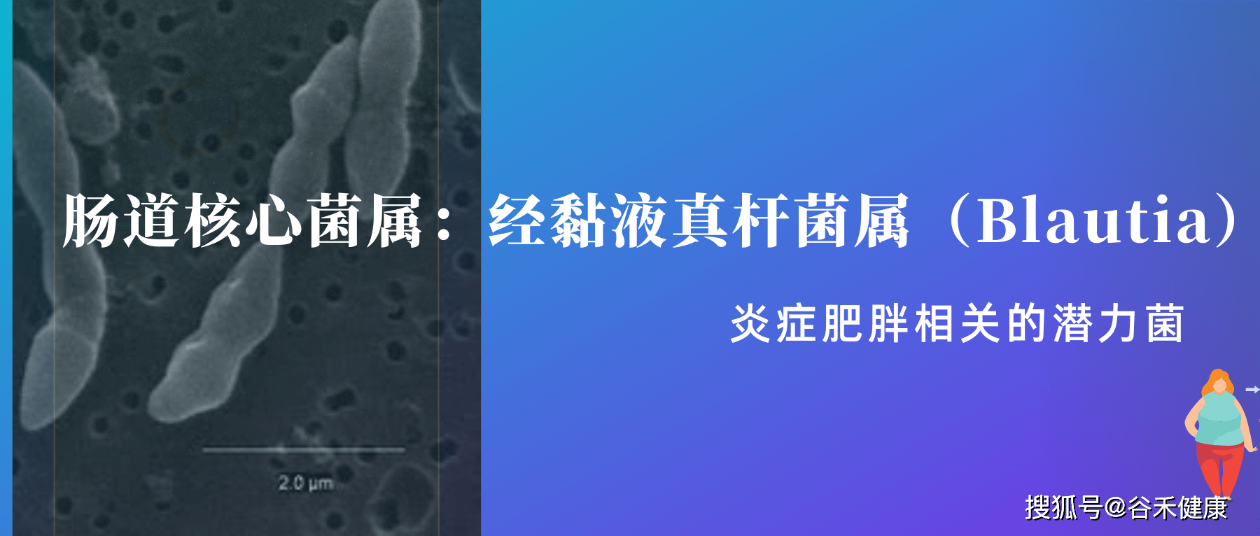 肠道核心菌属——经黏液真杆菌属（Blautia），炎症肥胖相关的潜力菌_代谢_微生物_物种