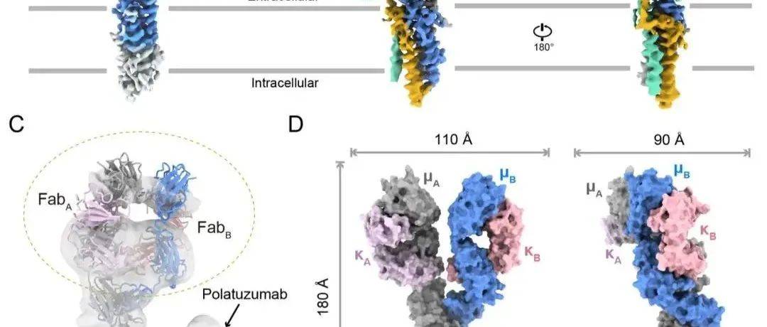 科技广角 | 施一公团队Science发文 首次揭示人源IgM-B淋巴细胞受体组装的分子机制_mIgM_复合物_结构
