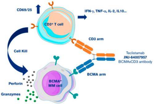全球首批！首款BCMA/CD3双抗获欧盟批准_患者_MajesTEC-_癌细胞